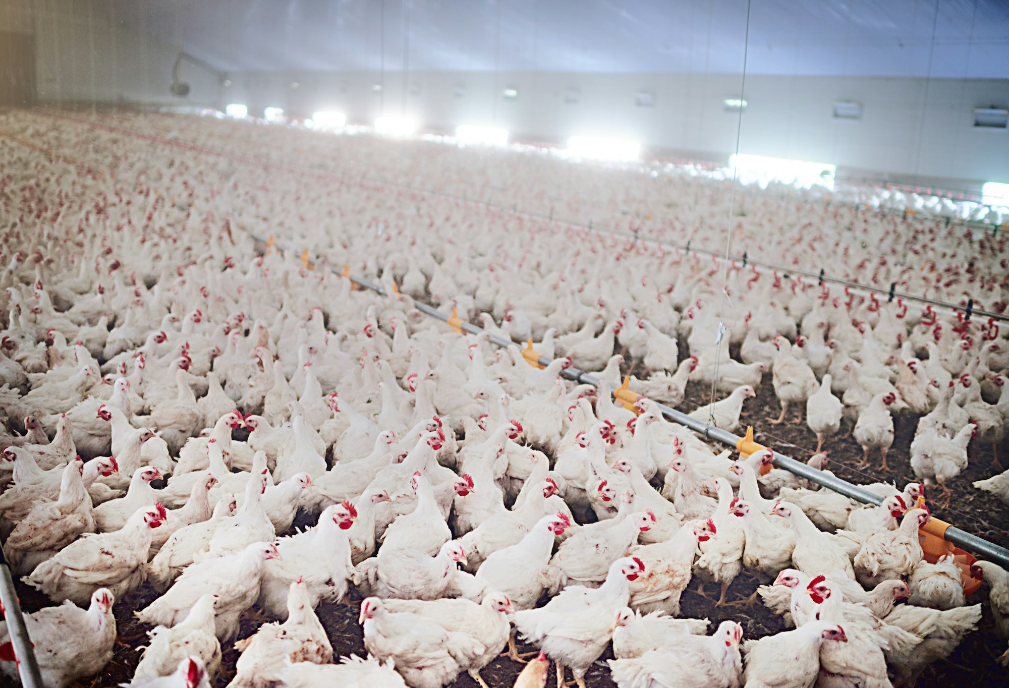 Vaccination: Essential for Protecting Poultry from Gumboro Disease